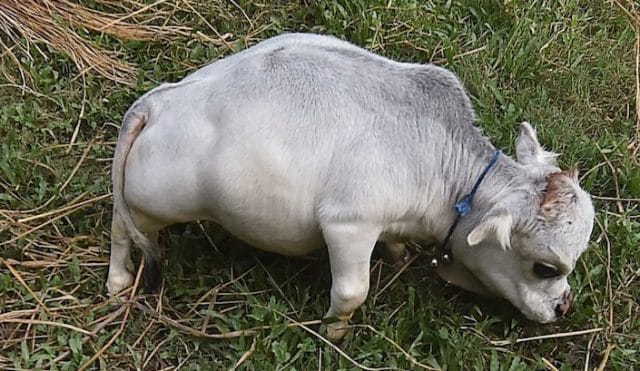 Rani, the dwarf cow, making waves in Bangladesh – The Indian Awaaz